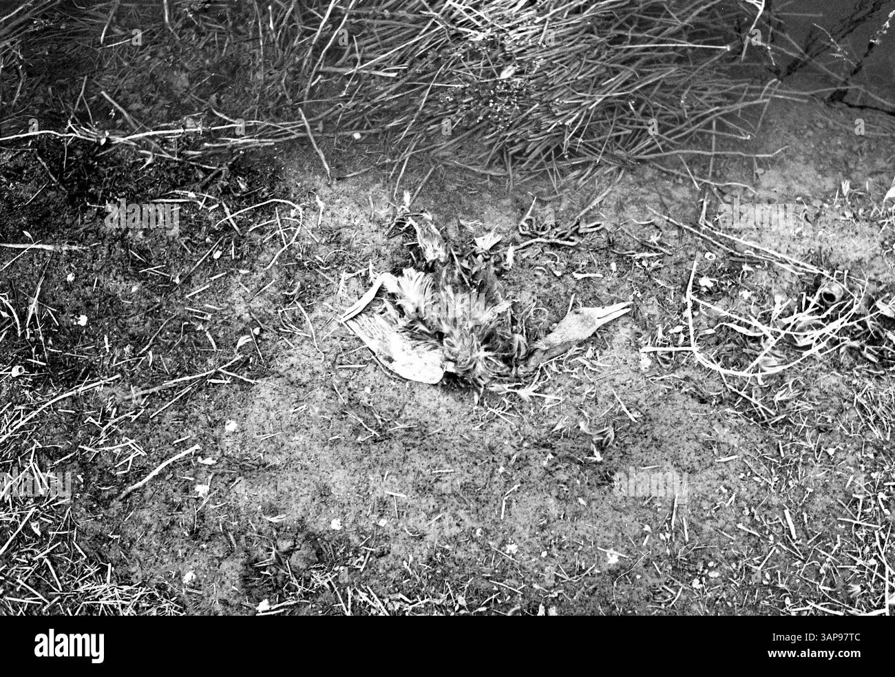 Wildlife decomposition Black and White Stock Photos & Images - Alamy