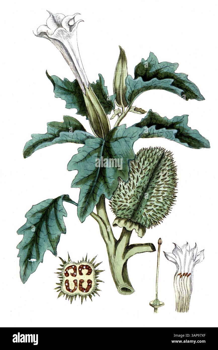 Datura stramonium, common thorn apple, digital reproduction of a ...