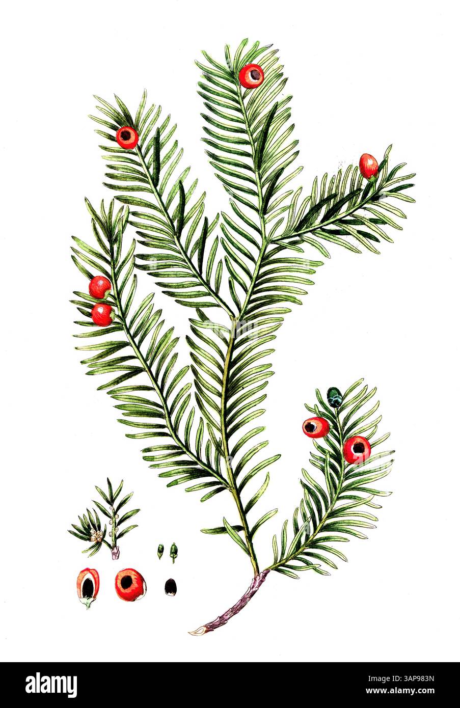 Taxus baccata, European yew, also known as common yew, digital ...