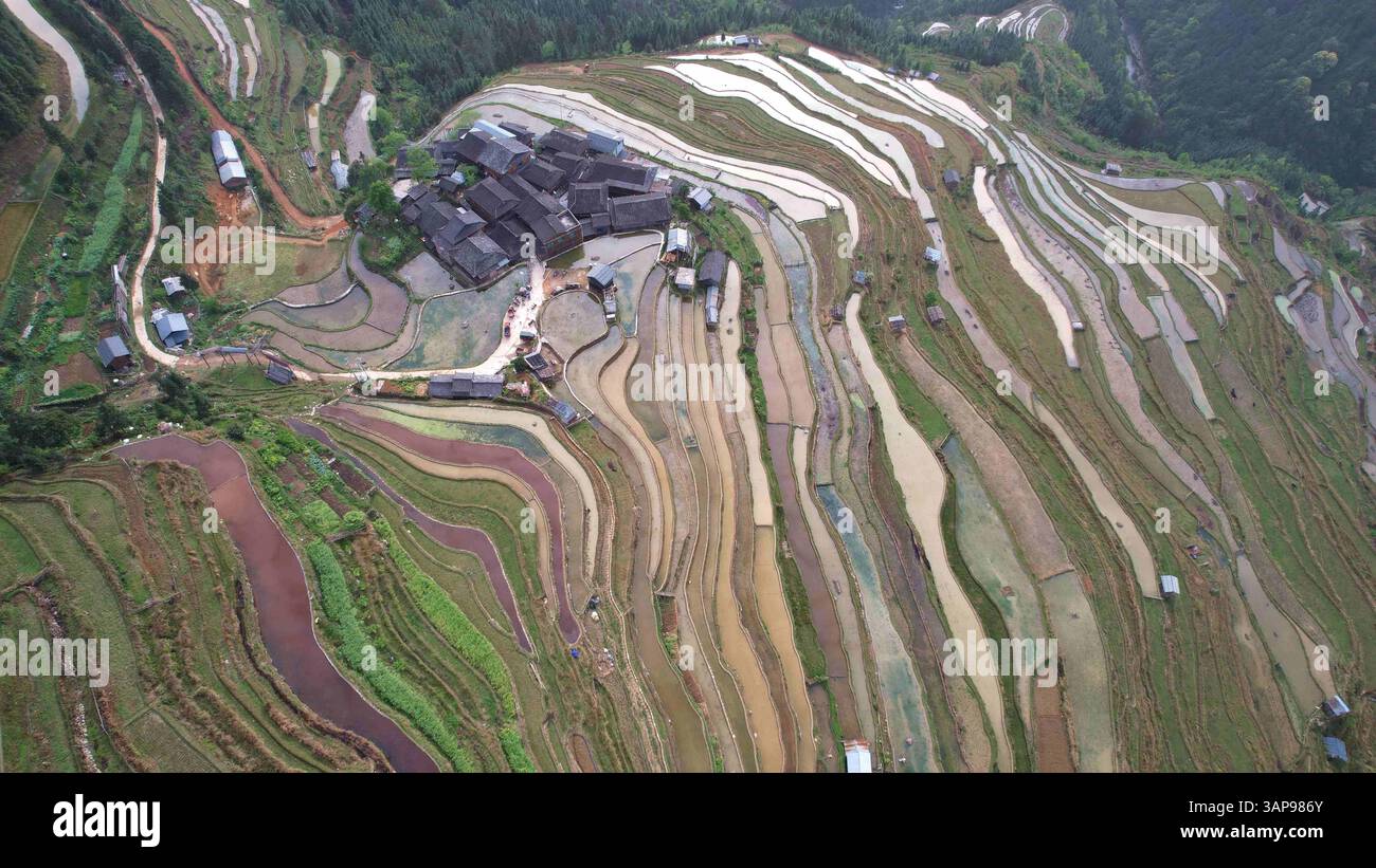 Aerial photo shows the spring scenery of terraced fields in Congjiang County, Qiandongnan Miao ...