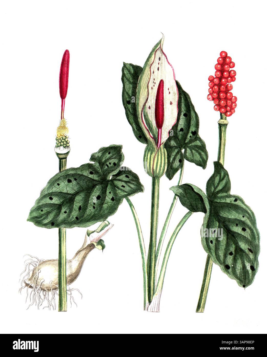 Arum medicinal plant Cut Out Stock Images & Pictures - Alamy