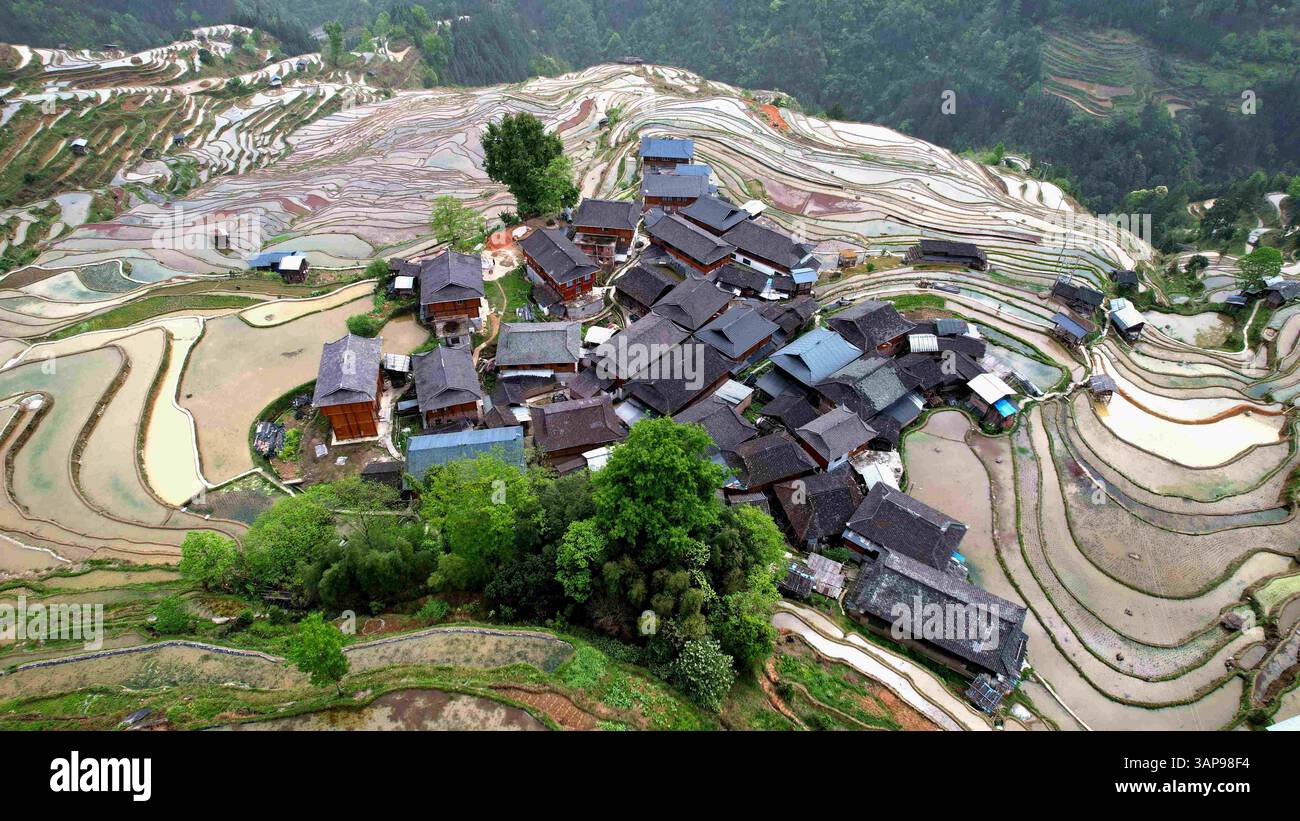 Aerial photo shows the spring scenery of terraced fields in Congjiang ...