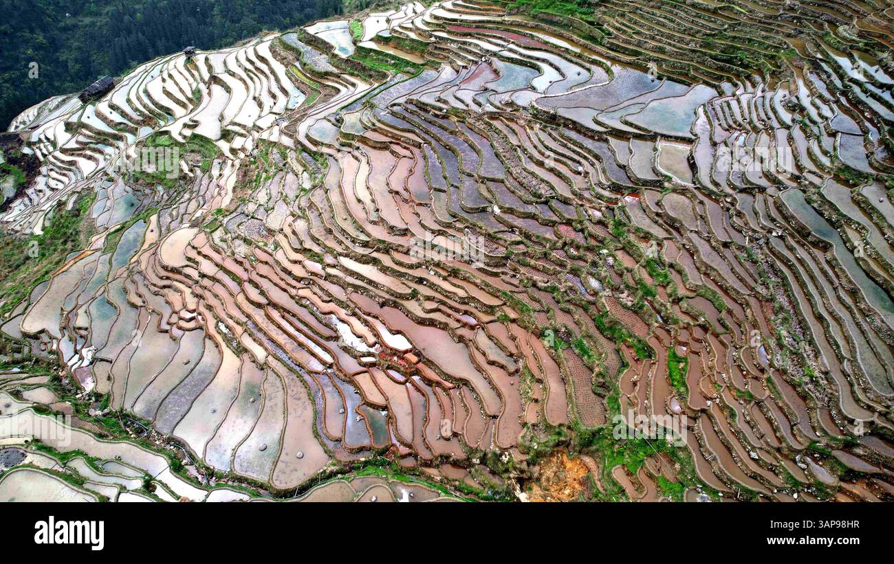 Aerial photo shows the spring scenery of terraced fields in Congjiang ...