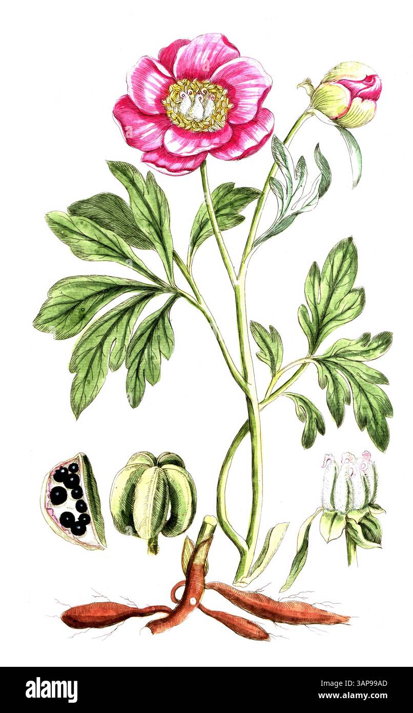 Paeonia officinalis illustration Cut Out Stock Images & Pictures - Alamy