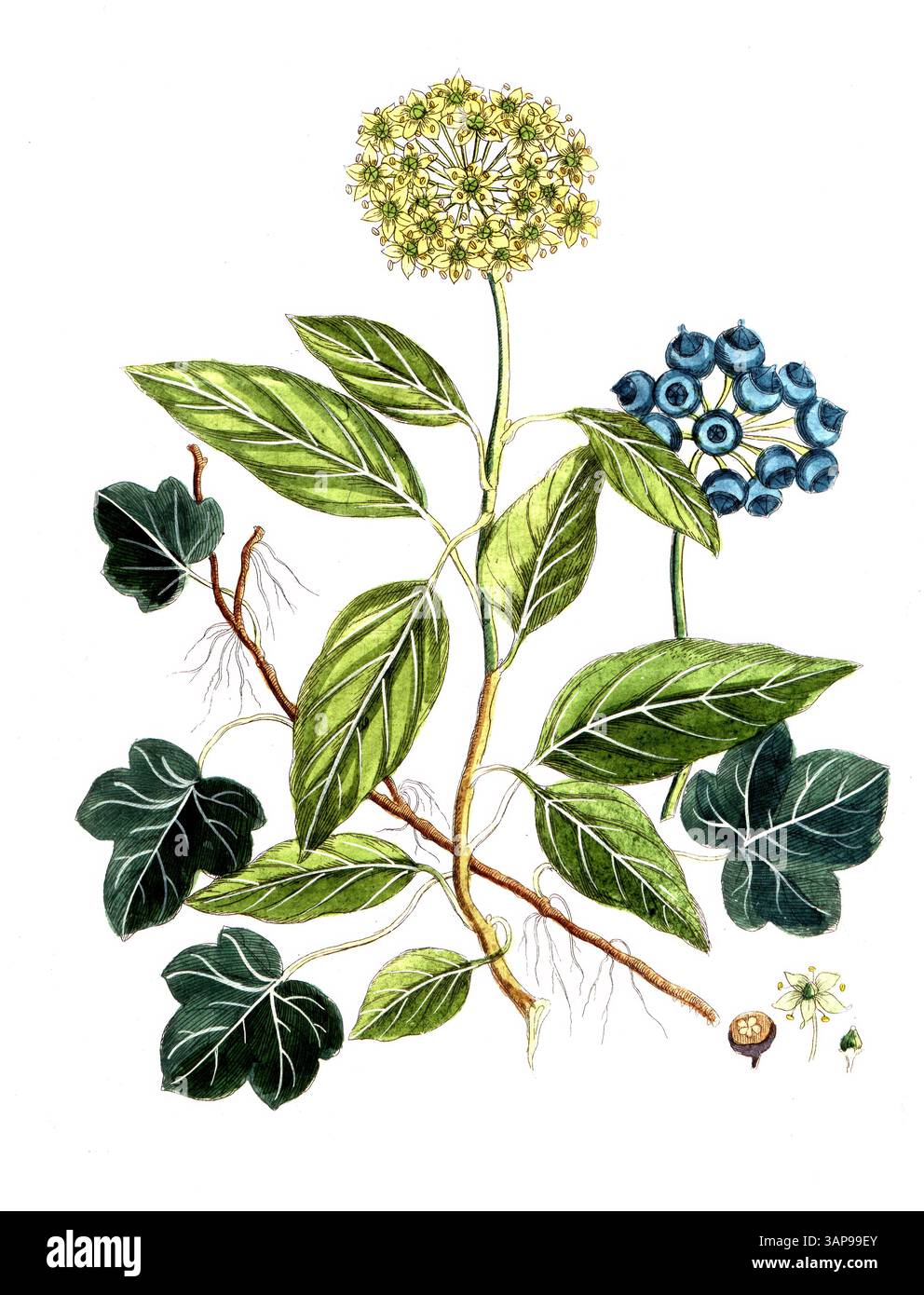 Hedera helix botanical illustration Cut Out Stock Images & Pictures - Alamy