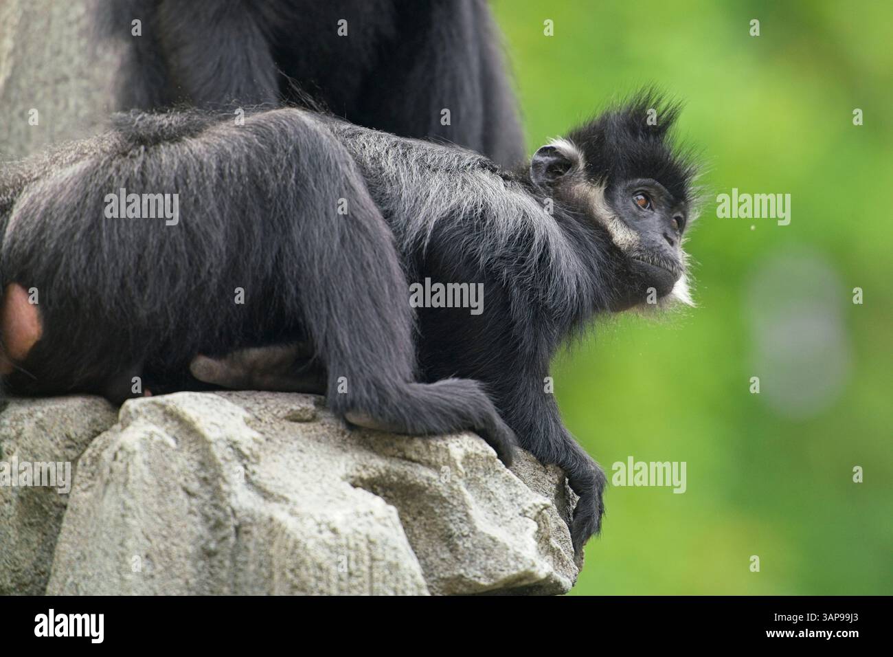 François' langur, also known as Francois' leaf monkey, the Tonkin leaf ...