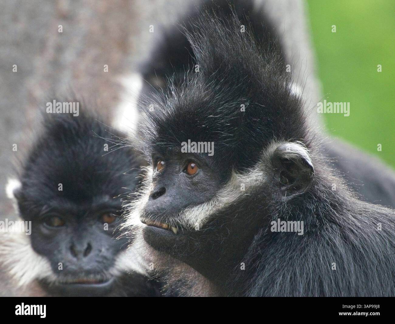 François' langur, also known as Francois' leaf monkey, the Tonkin leaf ...
