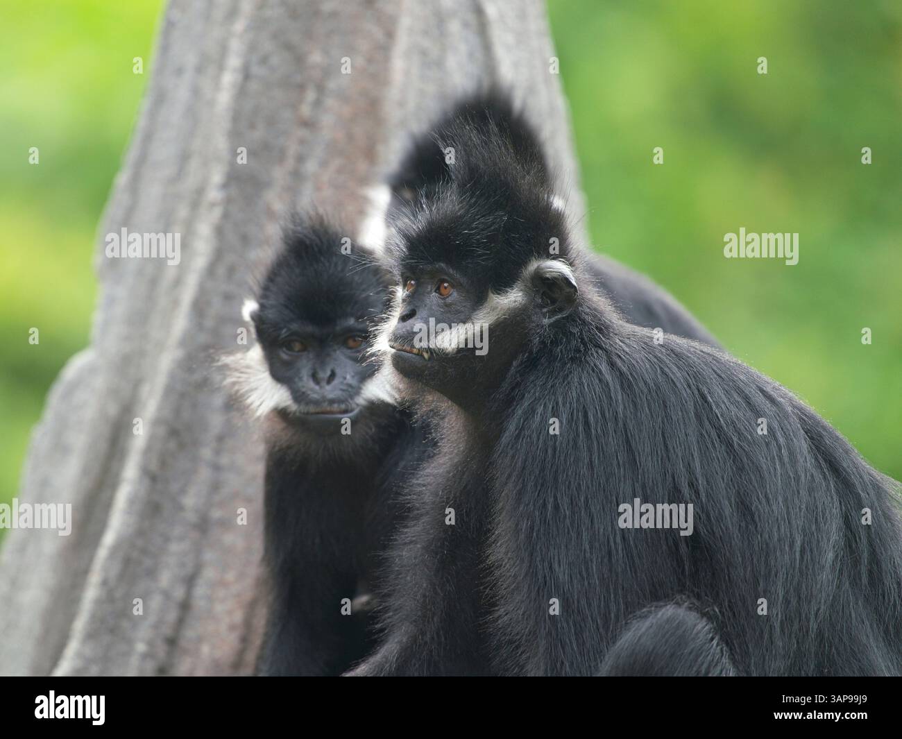 François' langur, also known as Francois' leaf monkey, the Tonkin leaf ...