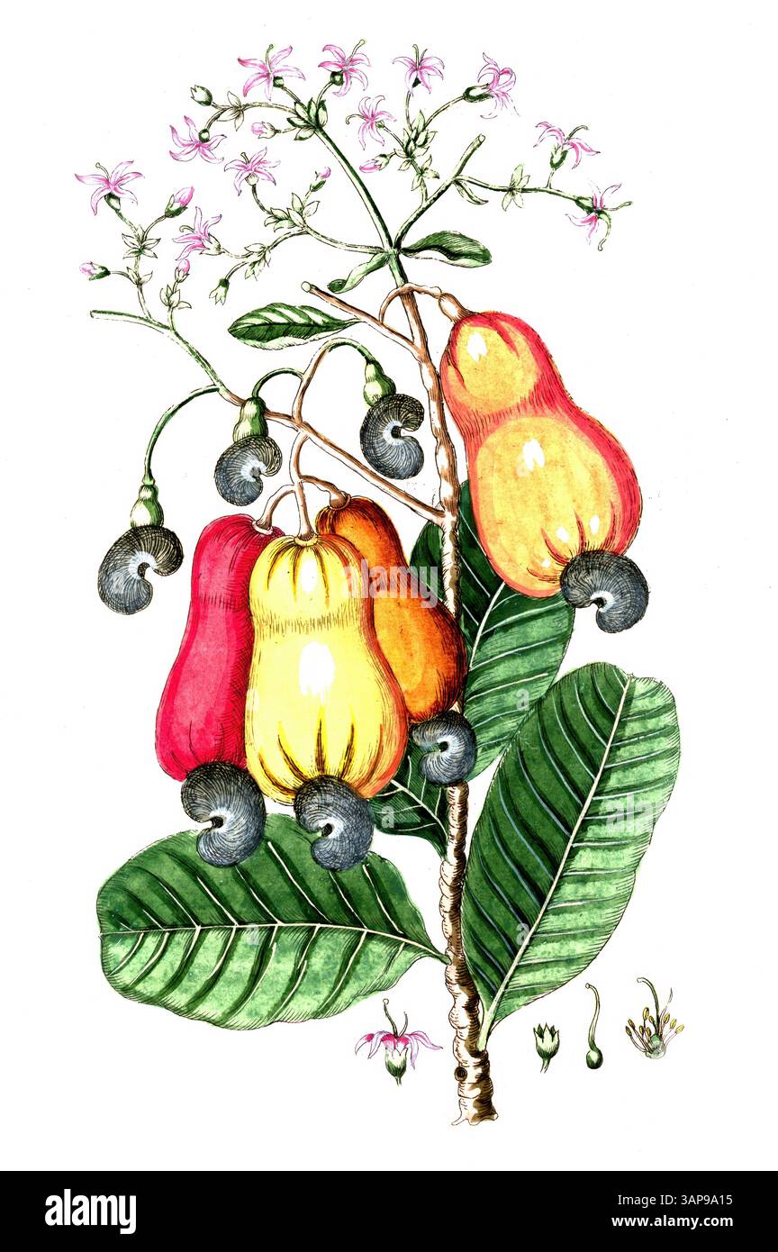 Anacardium occidentale, cashew tree or cashew tree, also known as the ...