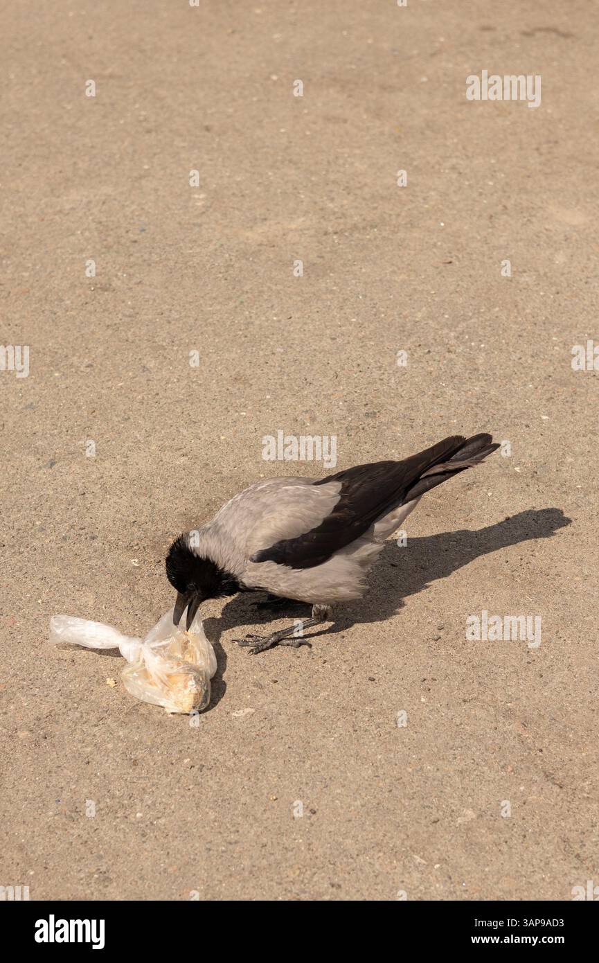 Food found in nature hi-res stock photography and images - Alamy