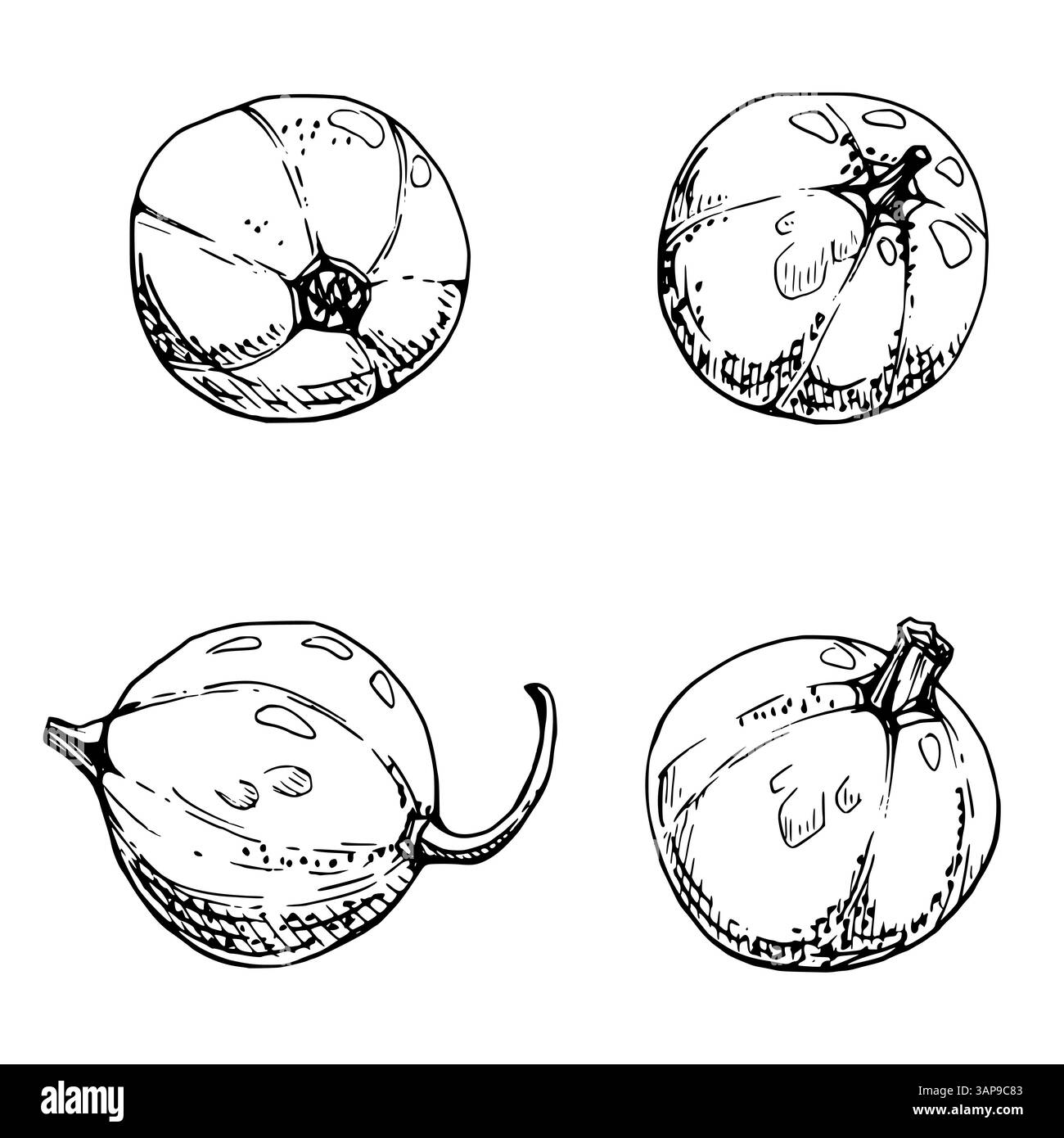 Currant gooseberry fruit hand drawn in vector ink, garden berry ...