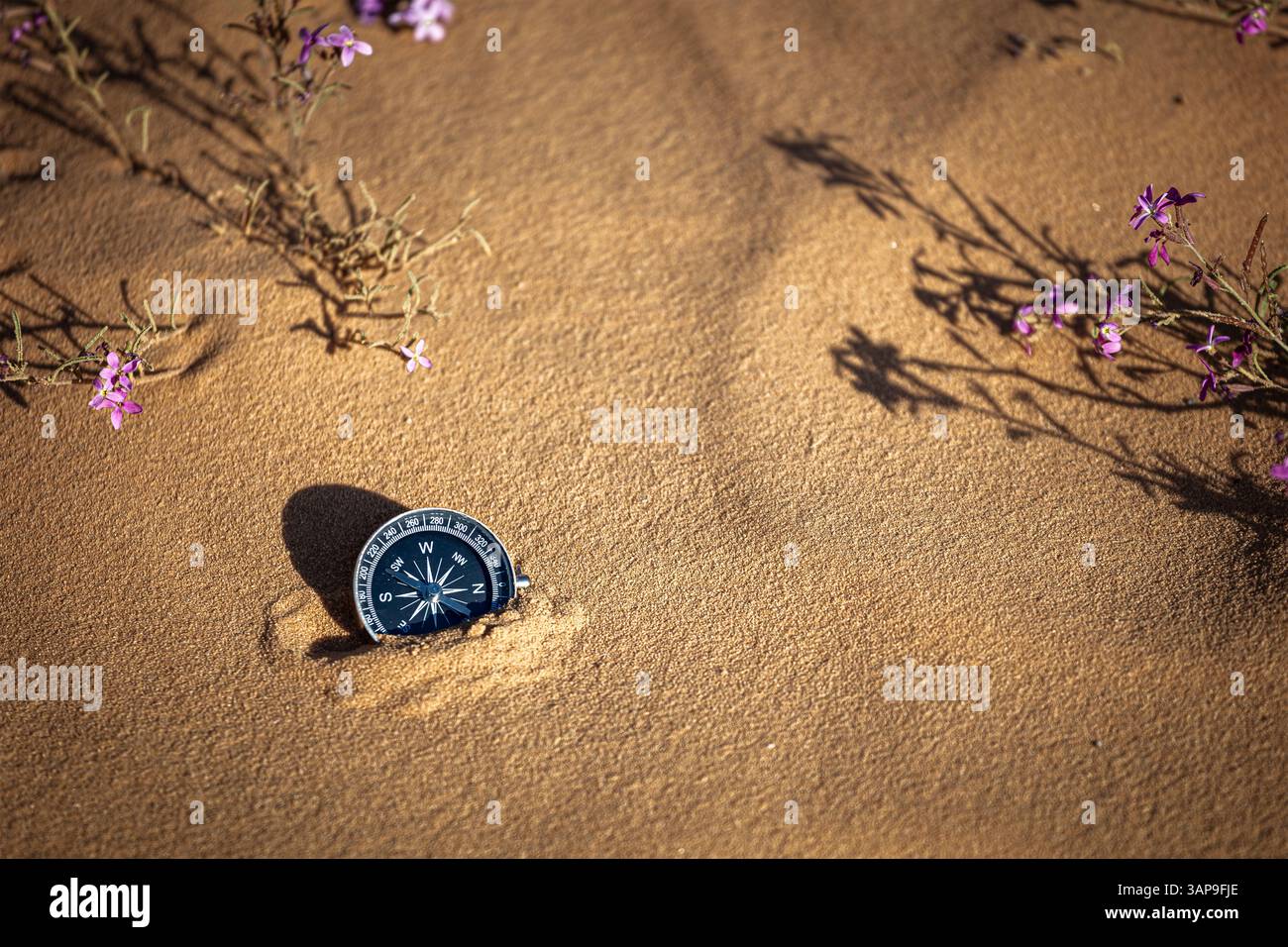 Compass guiding through desert sands with purple flowers Stock Photo ...