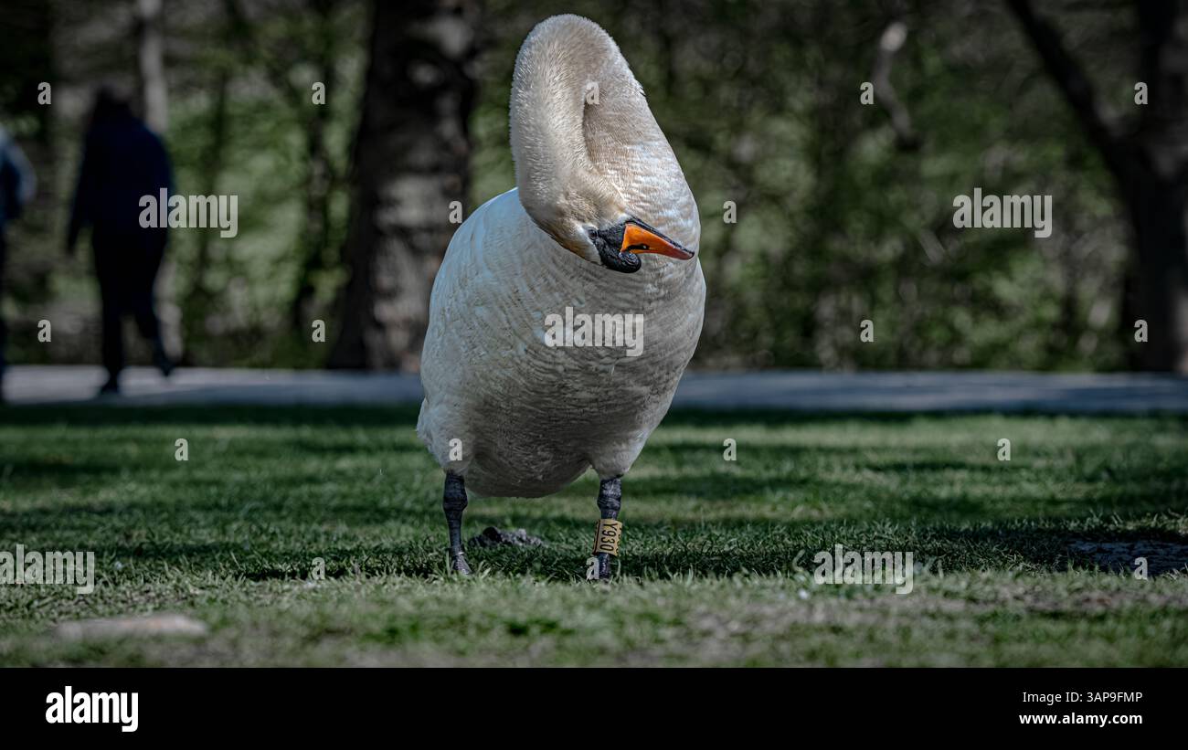 Swan with a twisted neck looking to the right Stock Photo - Alamy