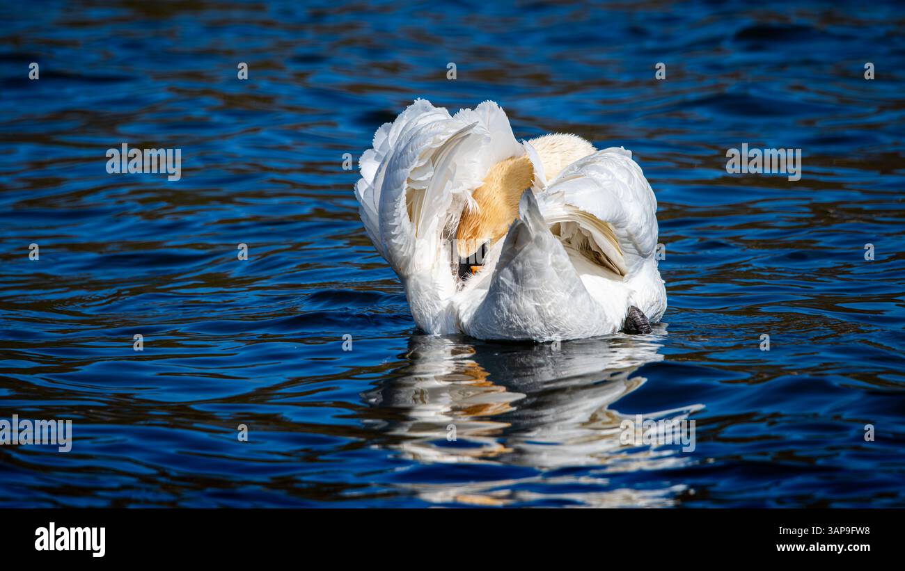 Swan on the water hiding its head Stock Photo - Alamy