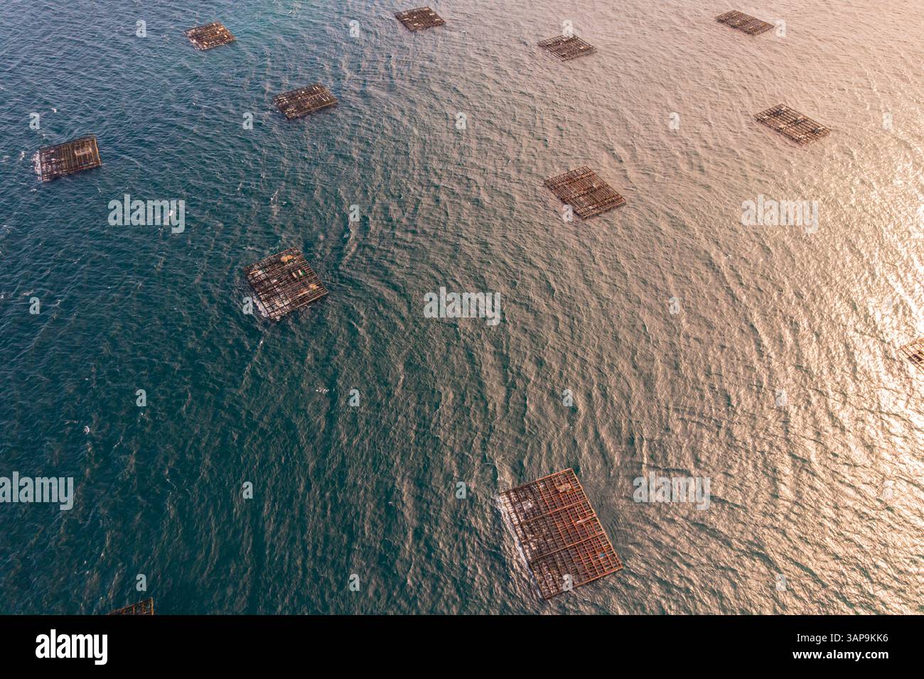 Aerial drone view of aquaculture mussel farm rafts at sunset. Galicia ...