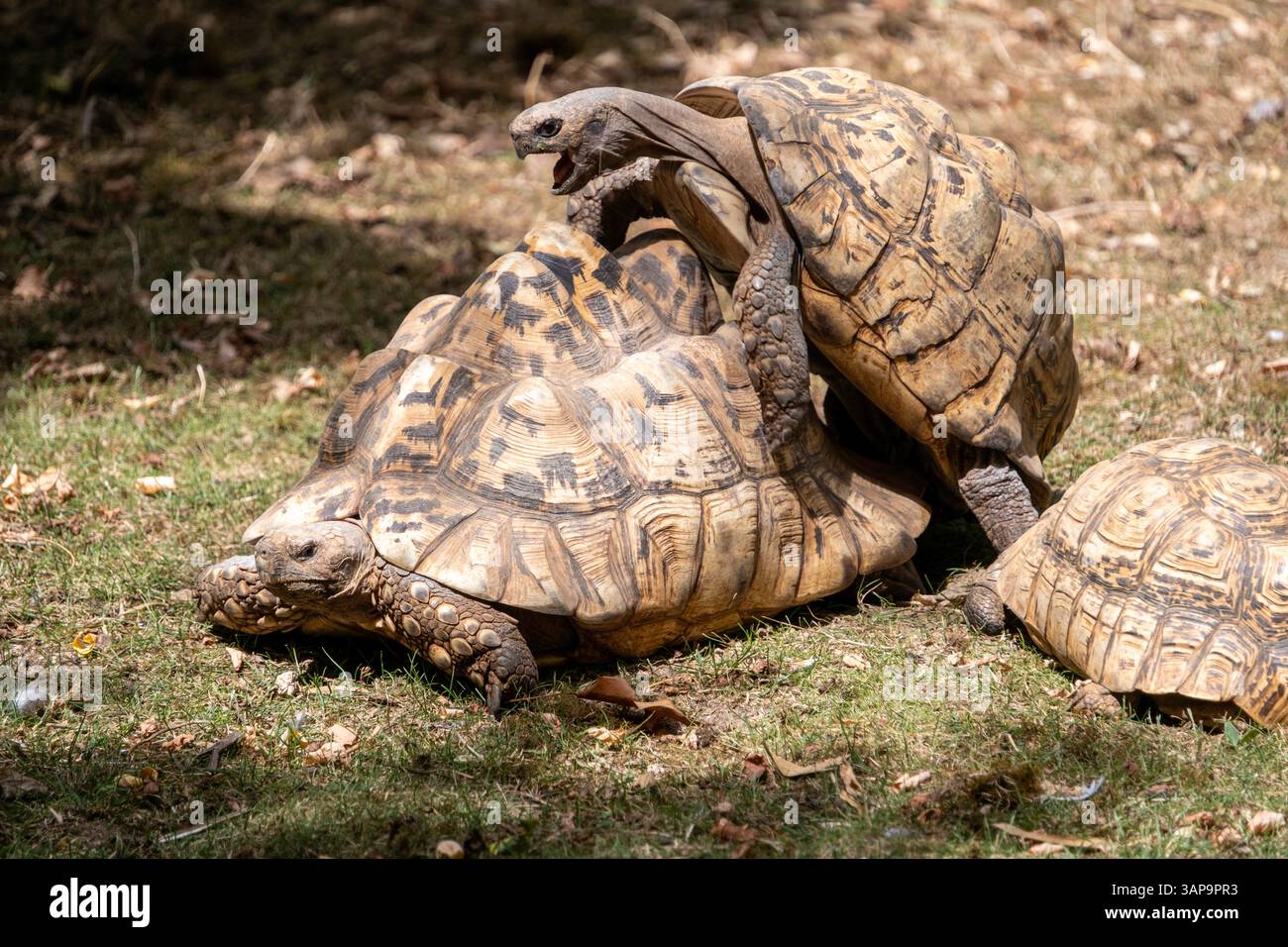 Turtle mating in the Zoo of Doué, in Doué-la-Fontaine (north-western ...
