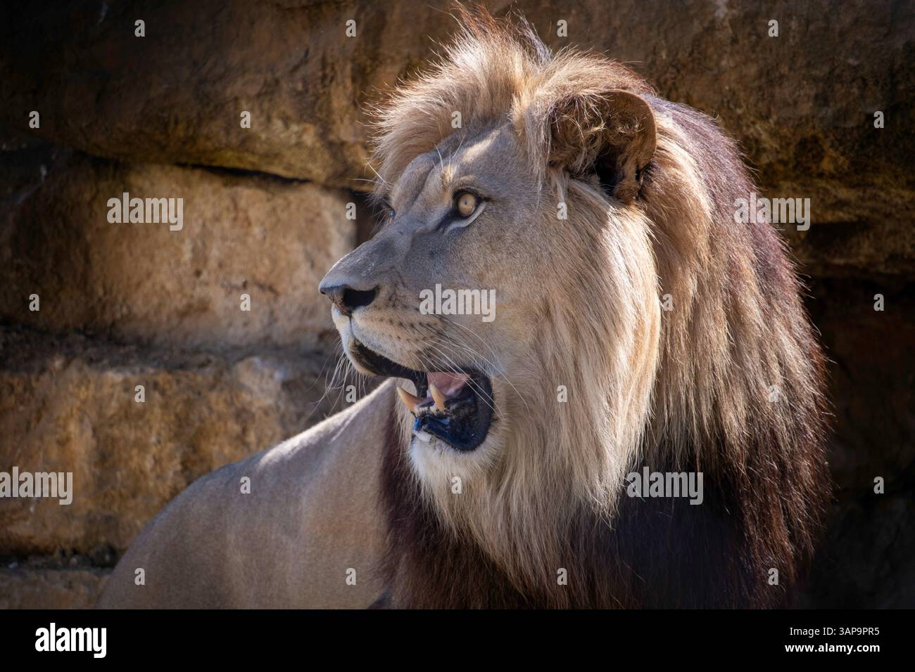 Doué-la-Fontaine (north-western France): lion (panthera leo) in the Zoo ...