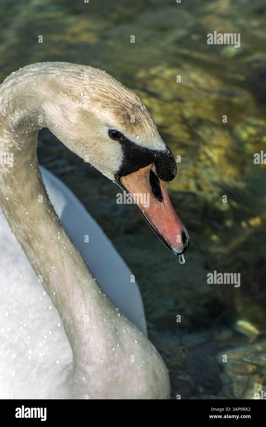 Close-up of an immature mute swan (Cygnus olor) head in Springtime ...