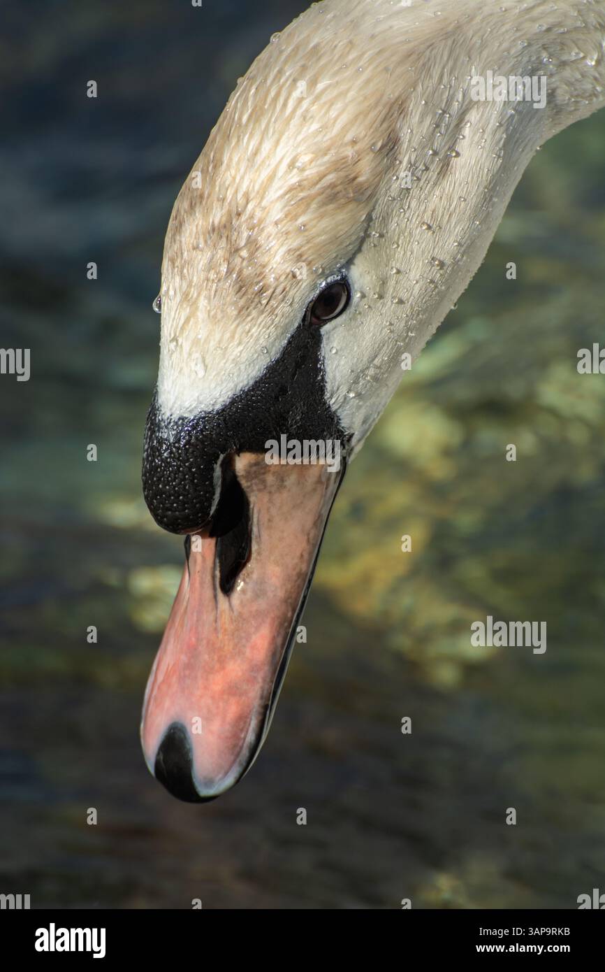 Close-up of an immature mute swan (Cygnus olor) head in Springtime ...