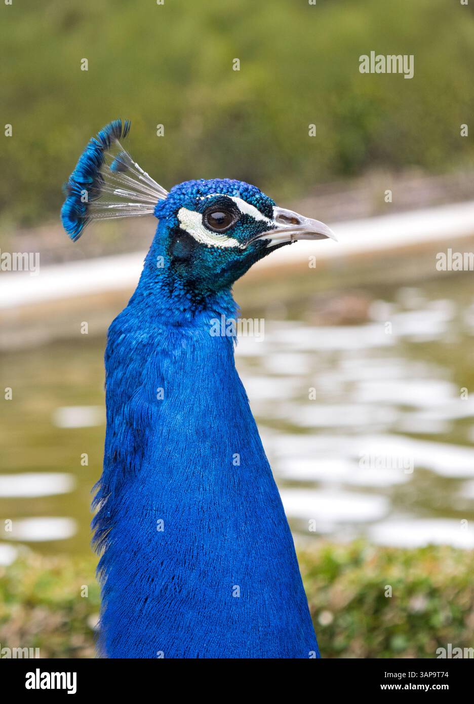 Detailed close-up of a peacock’s colorful head and neck, highlighting ...