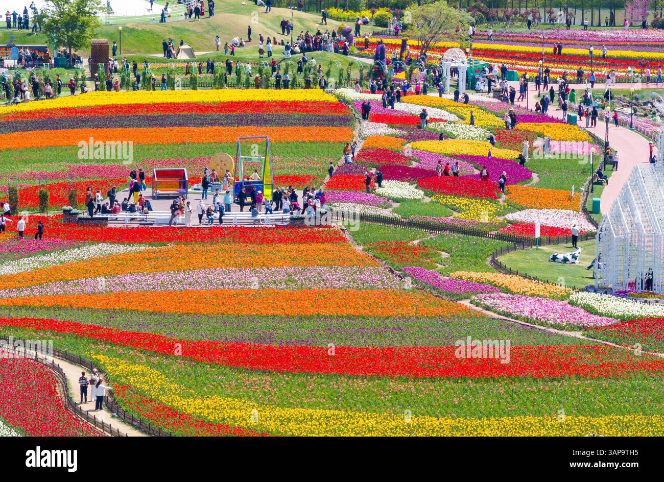 Aerial photo shows blooming tulip flowers in Yancheng City, east China ...