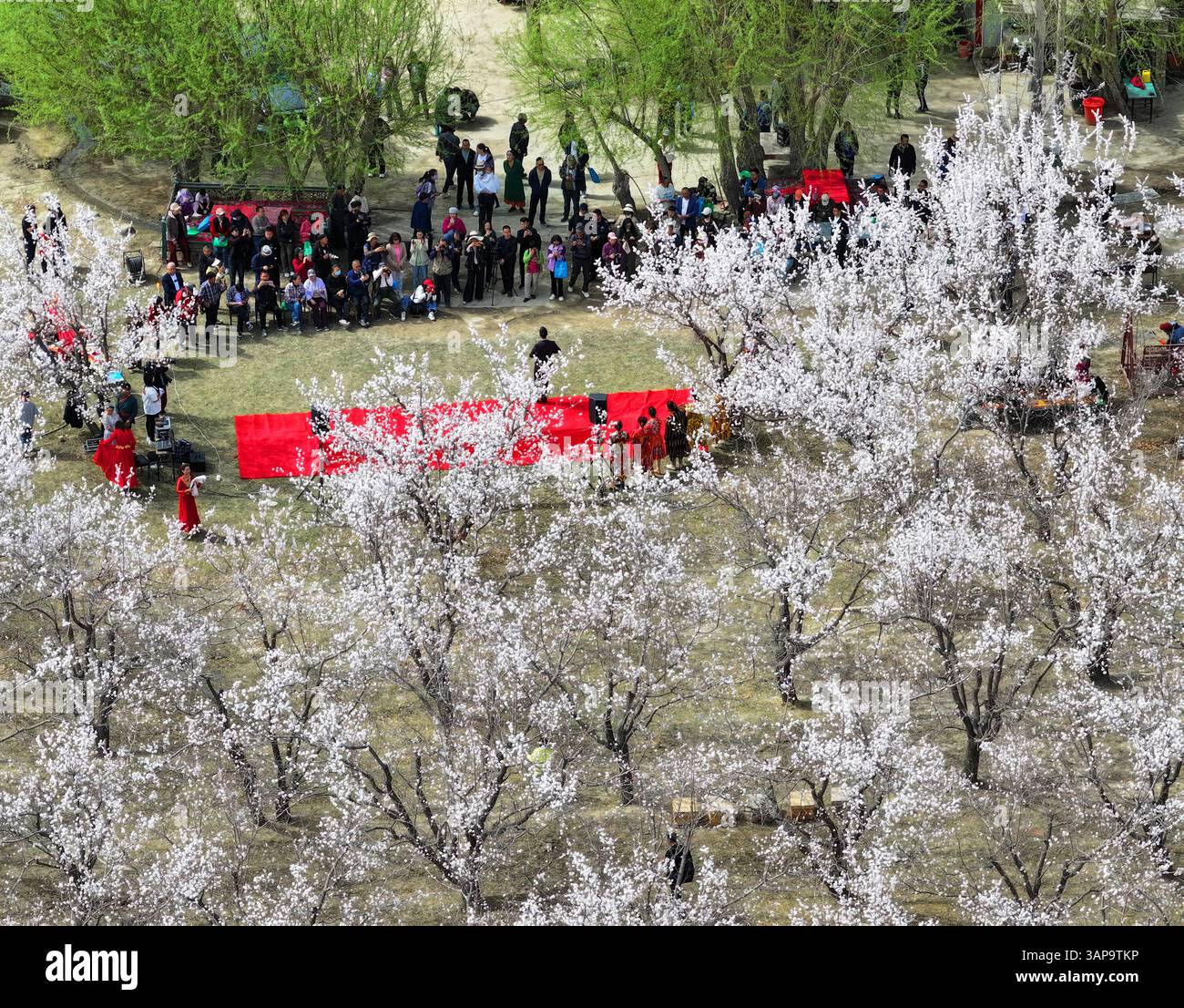 Aerial photo shows apricot flowers blooming in Yanqi Hui Autonomous ...