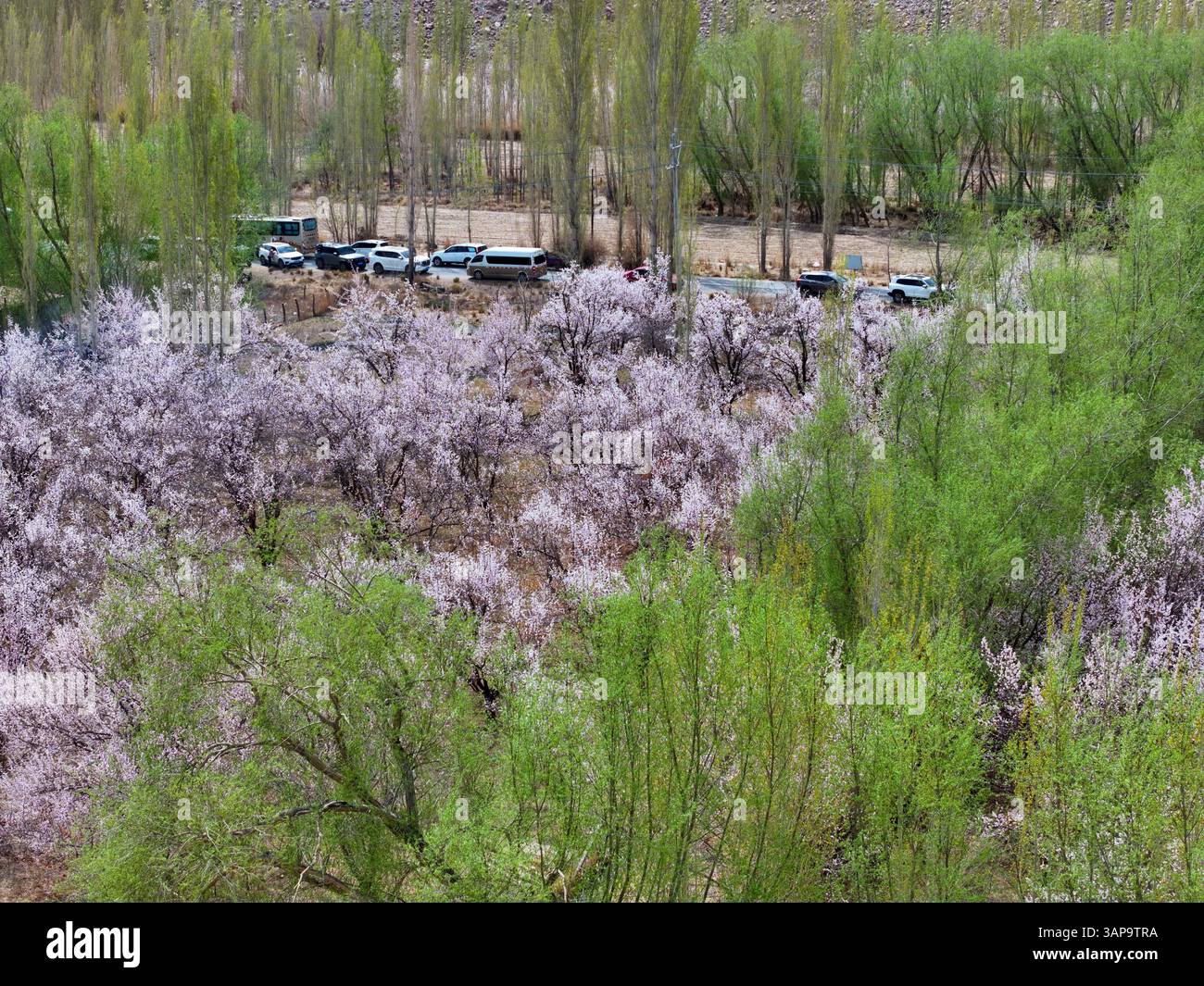 Aerial photo shows apricot flowers blooming in Yanqi Hui Autonomous ...