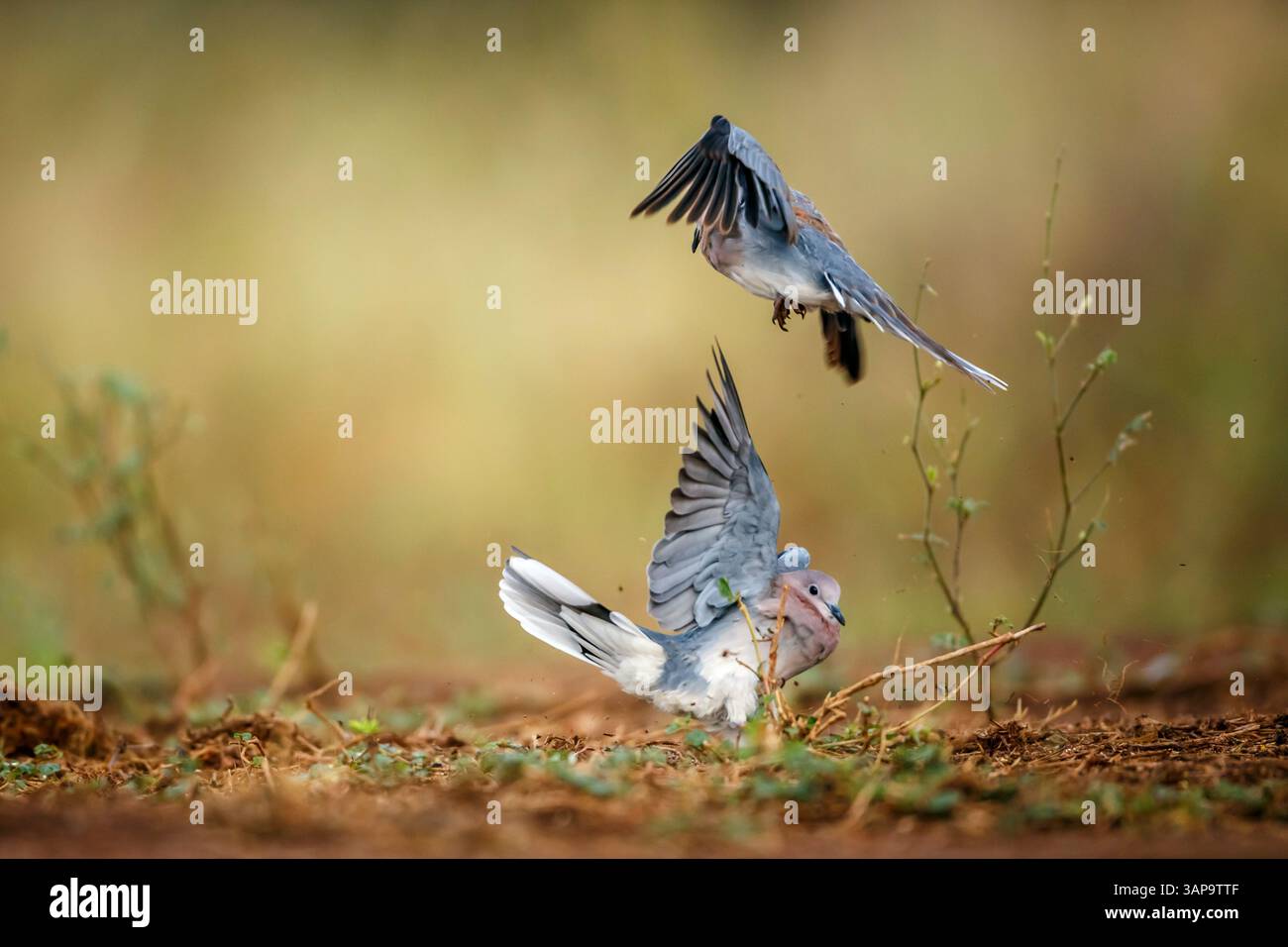 Two Laughing Dove fighting in flight in Greater Kruger National park ...