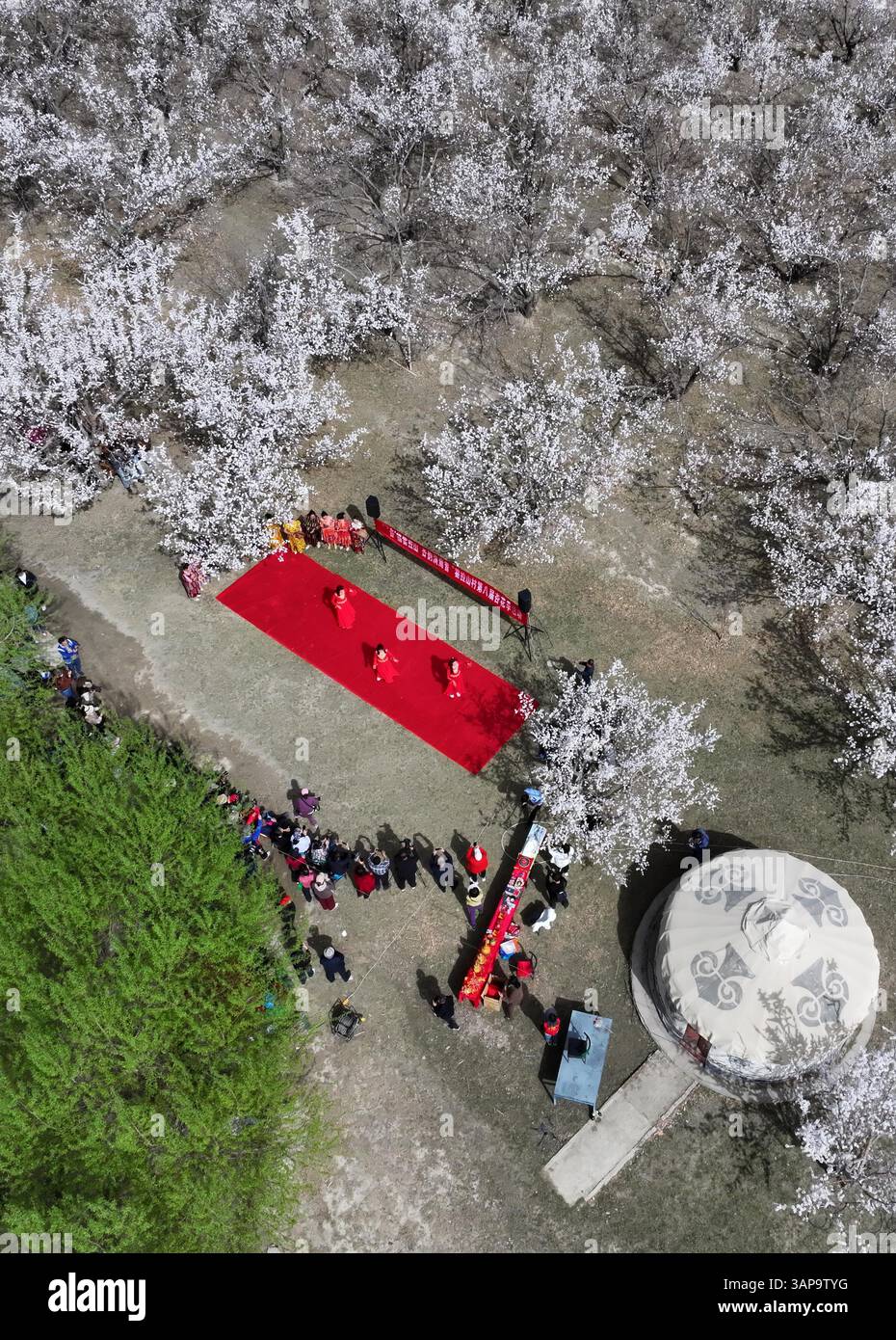 Aerial photo shows apricot flowers blooming in Yanqi Hui Autonomous ...