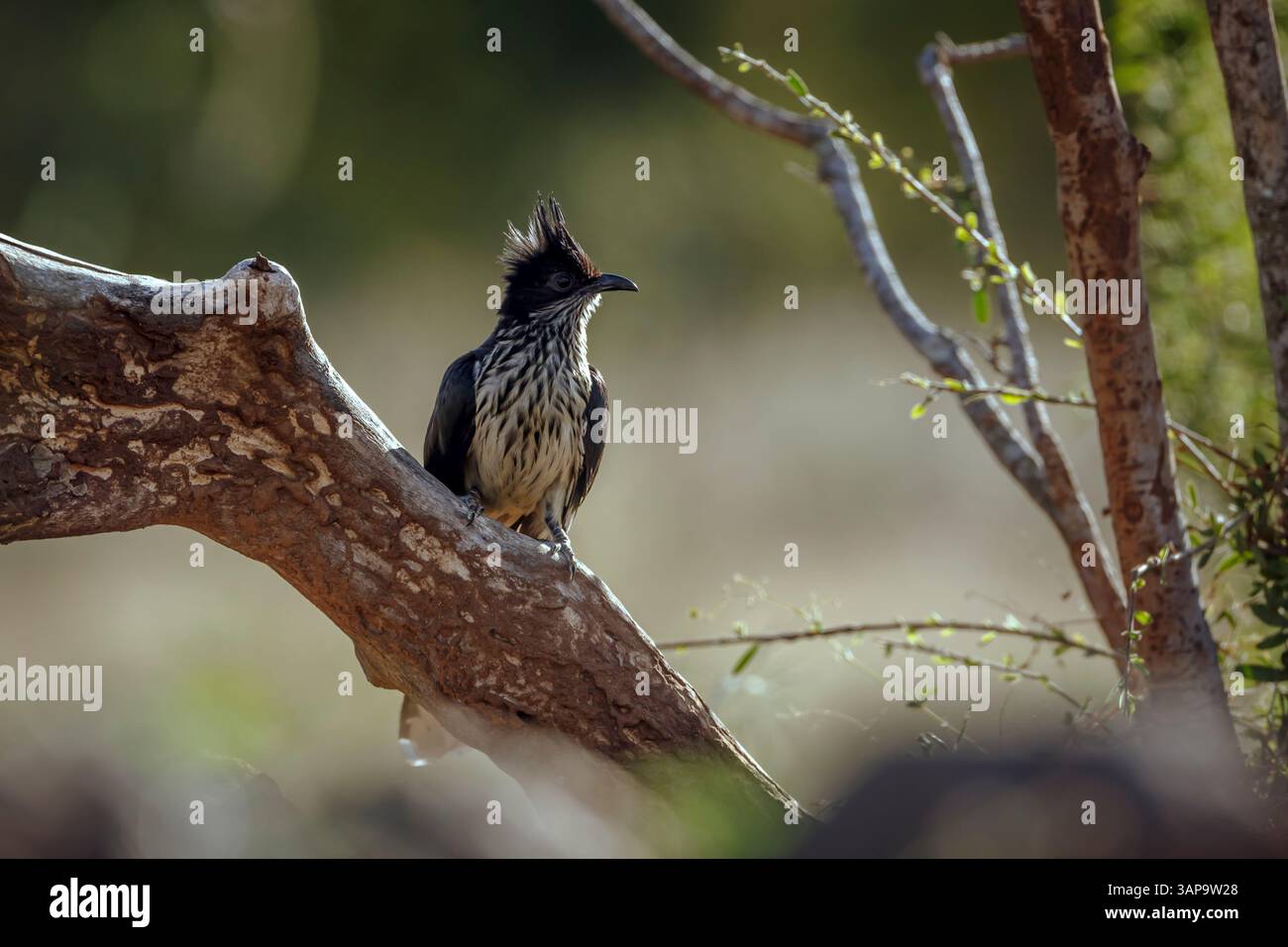 Levaillant's Cuckoo standing on a branch front view in Greater Kruger ...