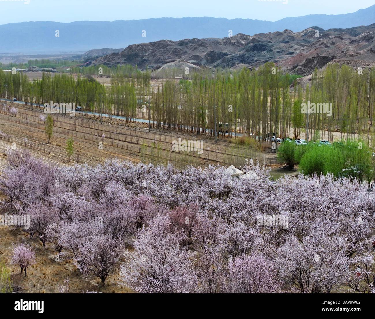 Aerial photo shows apricot flowers blooming in Yanqi Hui Autonomous ...