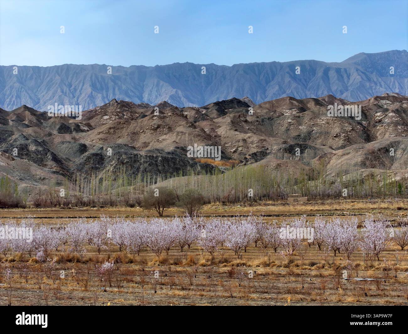 Aerial photo shows apricot flowers blooming in Yanqi Hui Autonomous ...
