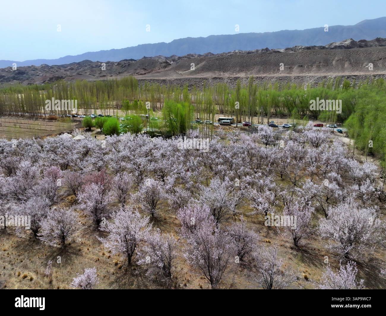 Aerial photo shows apricot flowers blooming in Yanqi Hui Autonomous ...