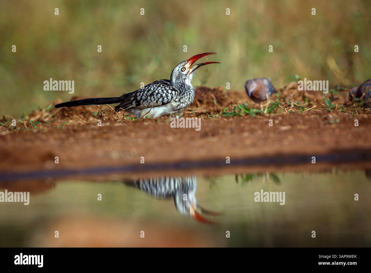 Southern Red billed Hornbill eating seed along waterhole in Greater ...