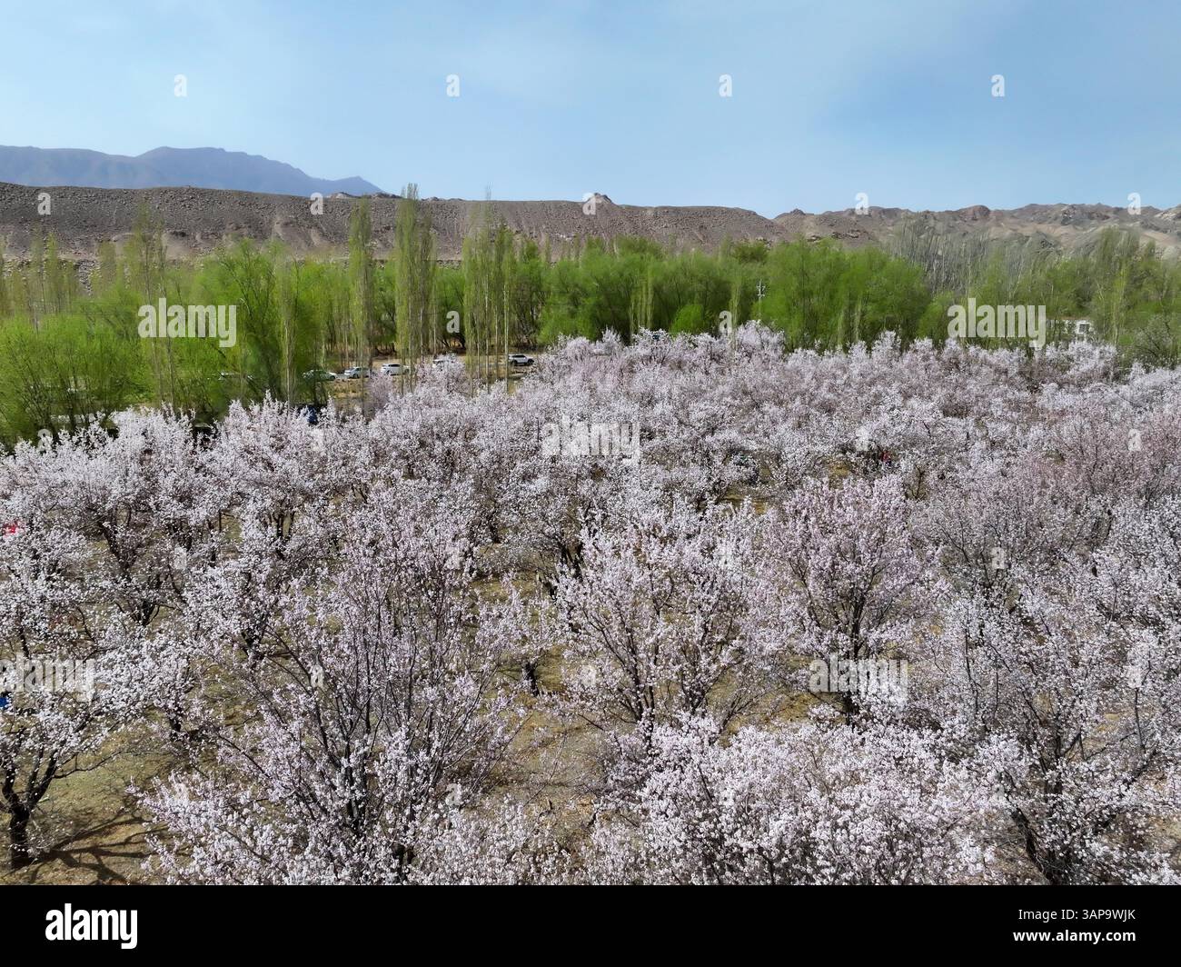 Aerial photo shows apricot flowers blooming in Yanqi Hui Autonomous ...