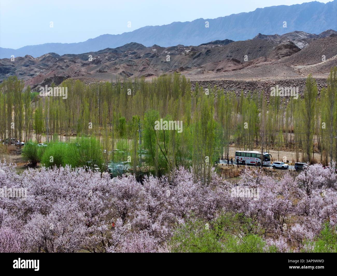 Aerial photo shows apricot flowers blooming in Yanqi Hui Autonomous ...