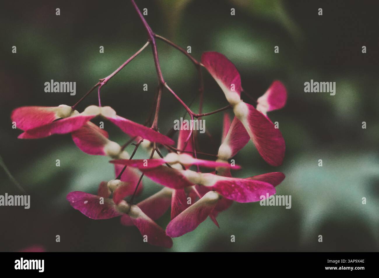 A cluster of pink and cream colored maple samaras (seed pods) hangs ...