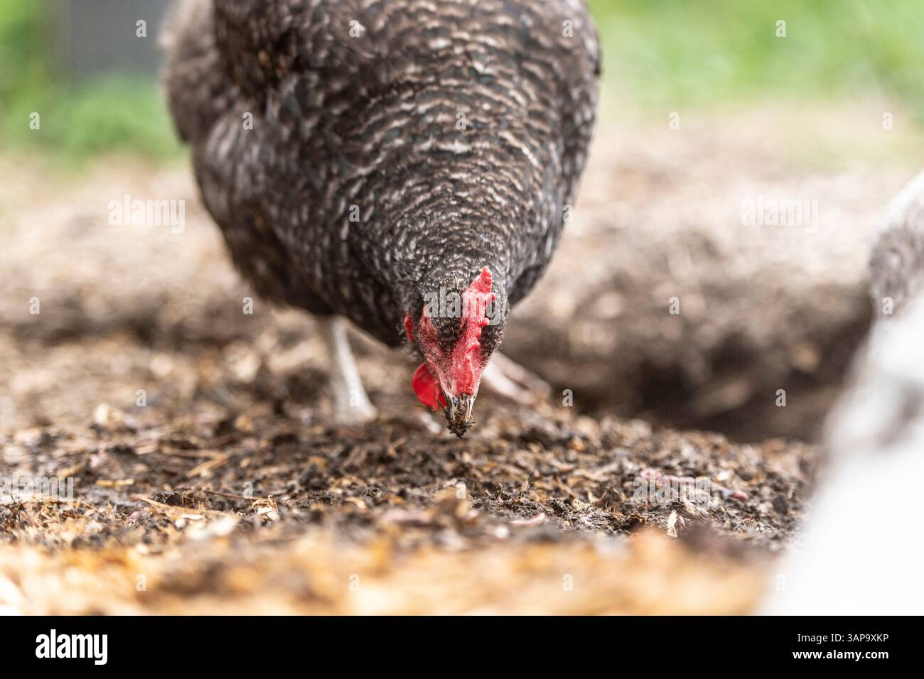 Scratch hen soil hi-res stock photography and images - Alamy