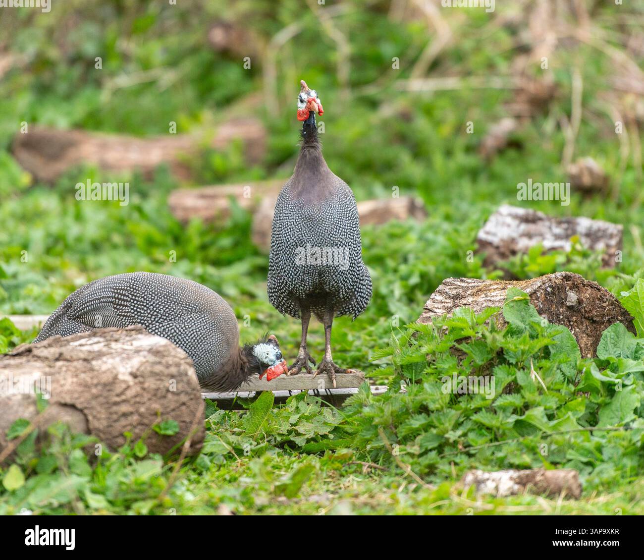 Guinea Fowls pecking and foraging Stock Photo - Alamy
