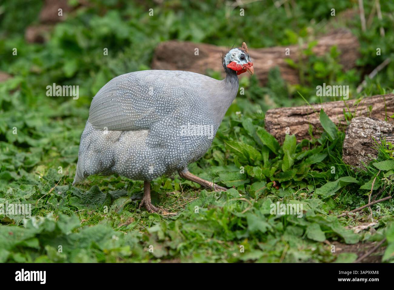 Pearl guinea fowl hi-res stock photography and images - Alamy