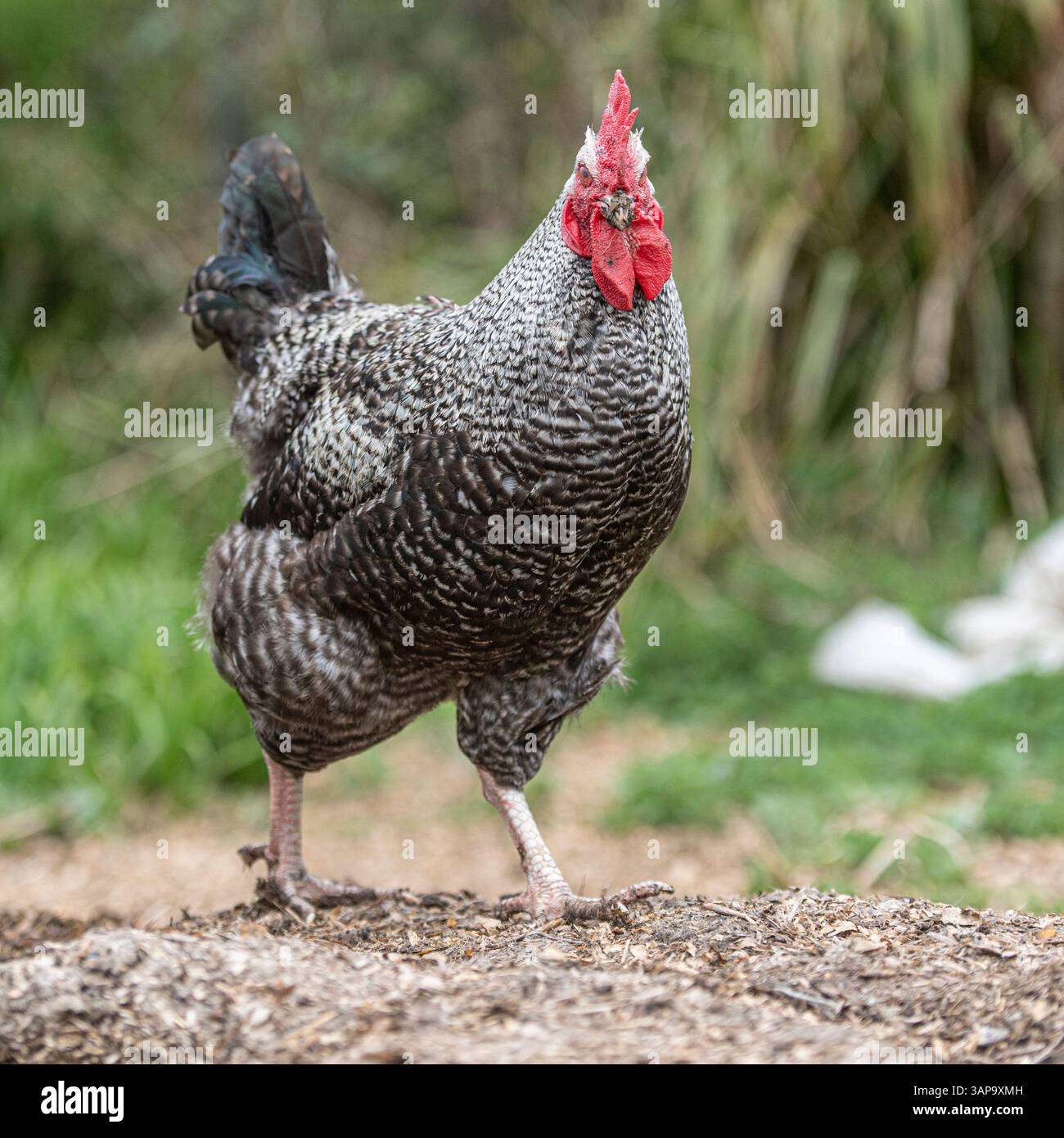 maran cockerel strutting towards the camera Stock Photo - Alamy