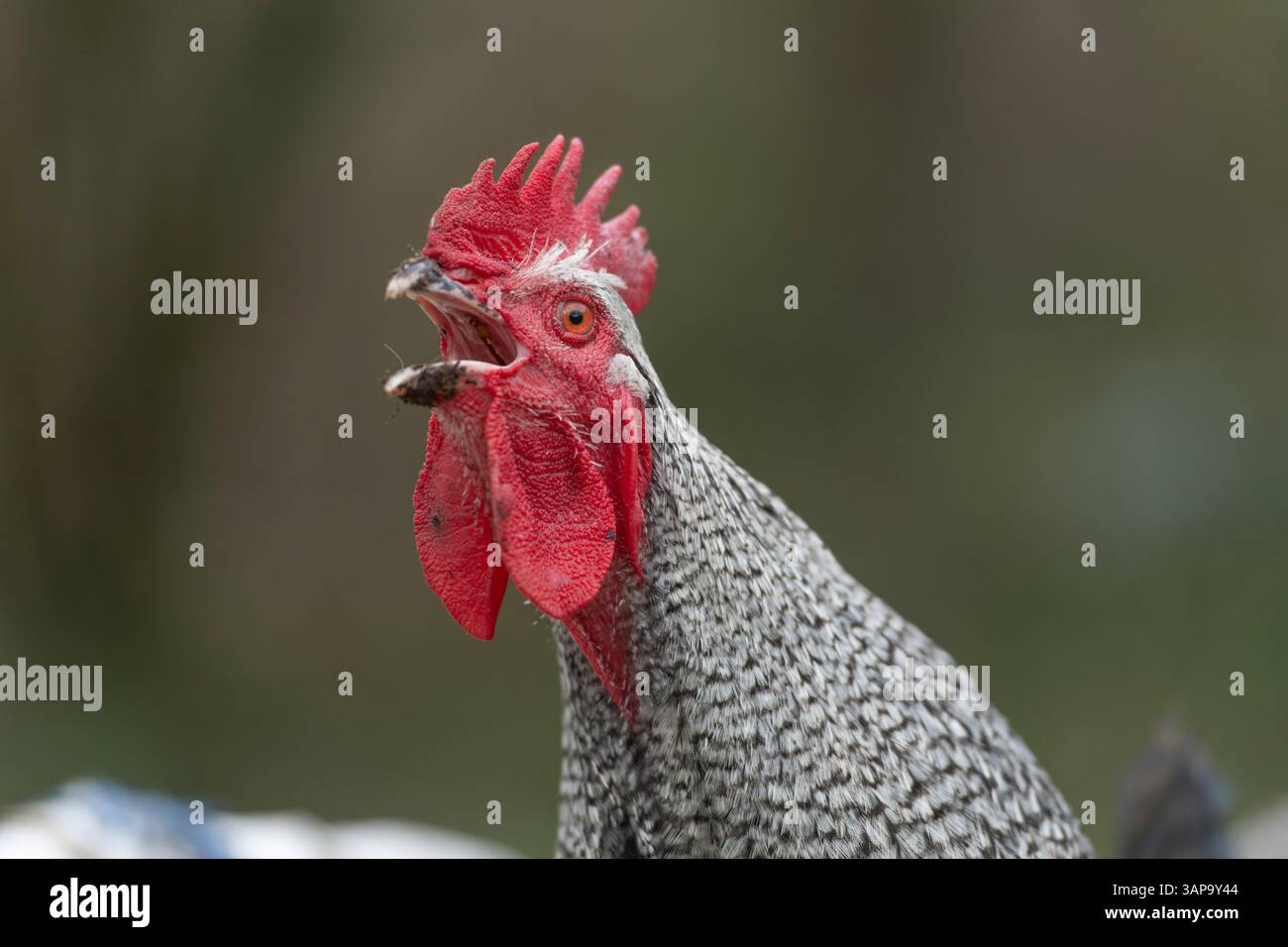 Close up crowing rooster hi-res stock photography and images - Alamy