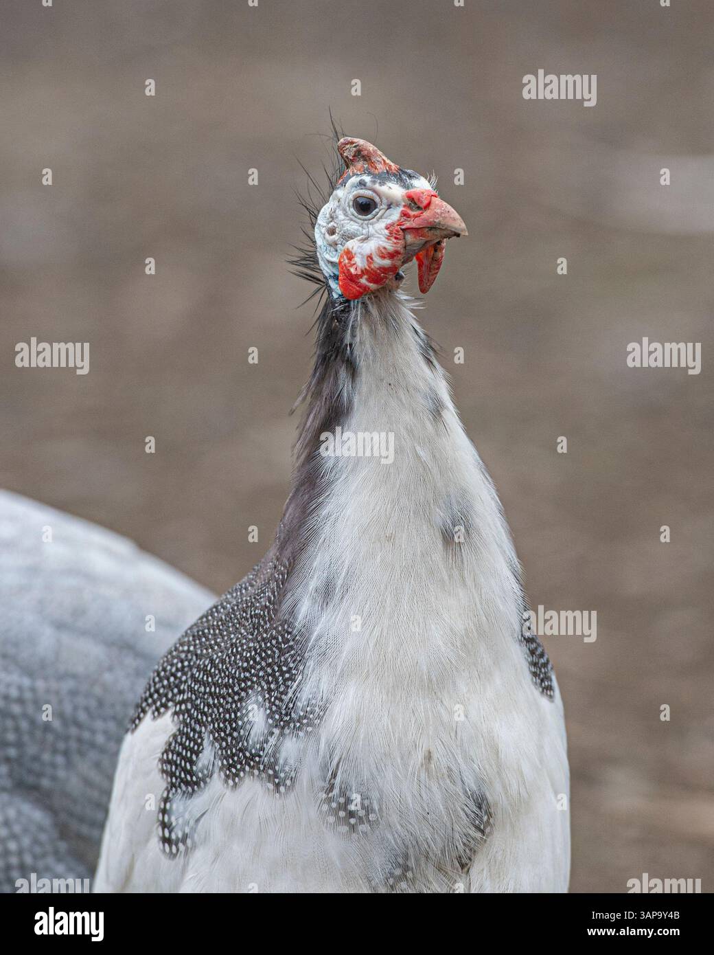 pied Guinea Fowl Stock Photo - Alamy
