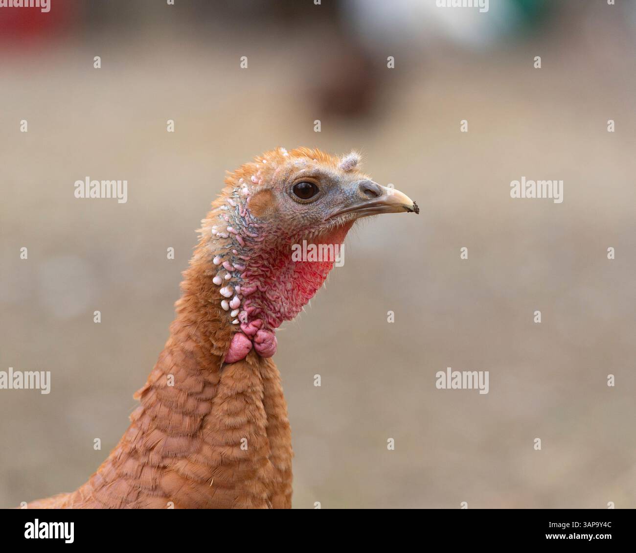 Bourbon Red turkey female Stock Photo - Alamy