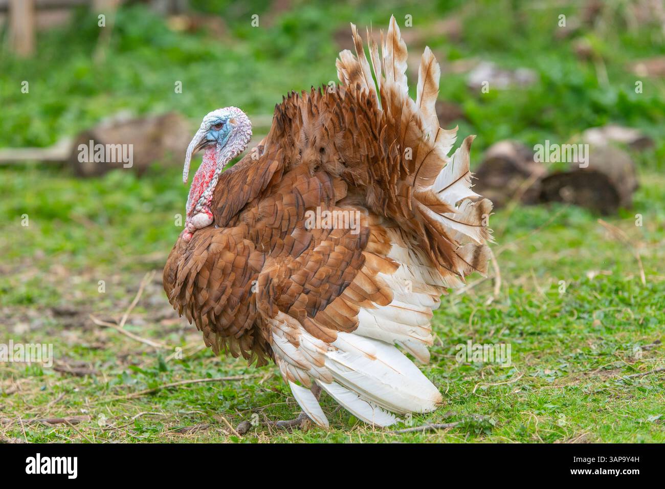 Bourbon Red turkey male, displaying Stock Photo - Alamy