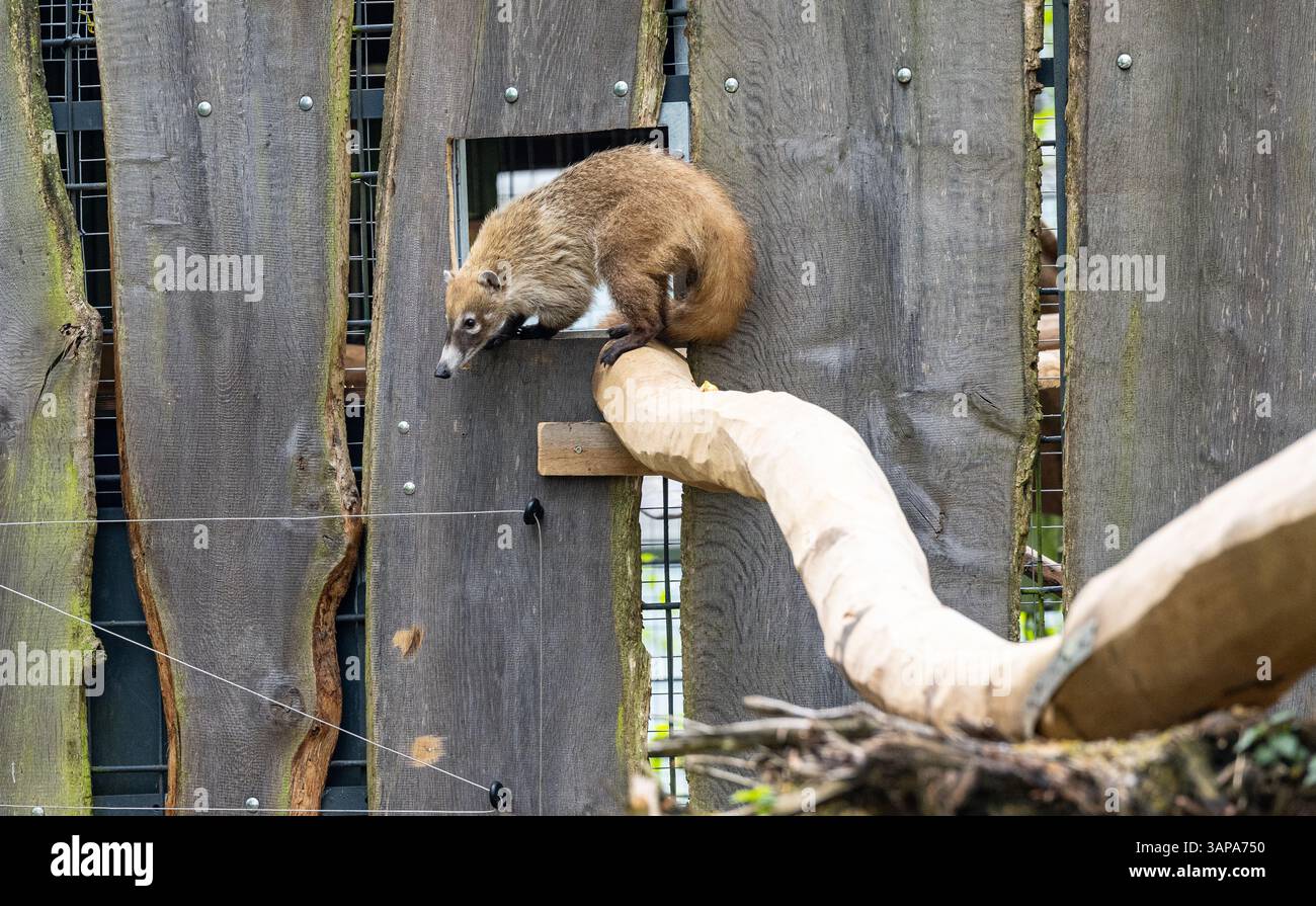 16 April 2025, North Rhine-Westphalia, Münster: A white-nosed coati ...