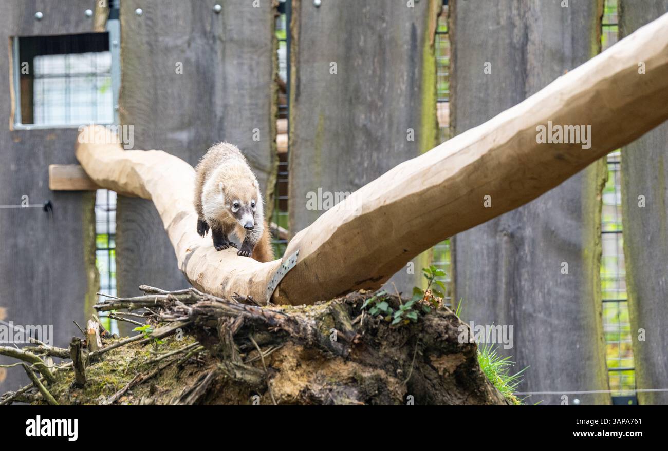 16 April 2025, North Rhine-Westphalia, Münster: A white-nosed coati ...
