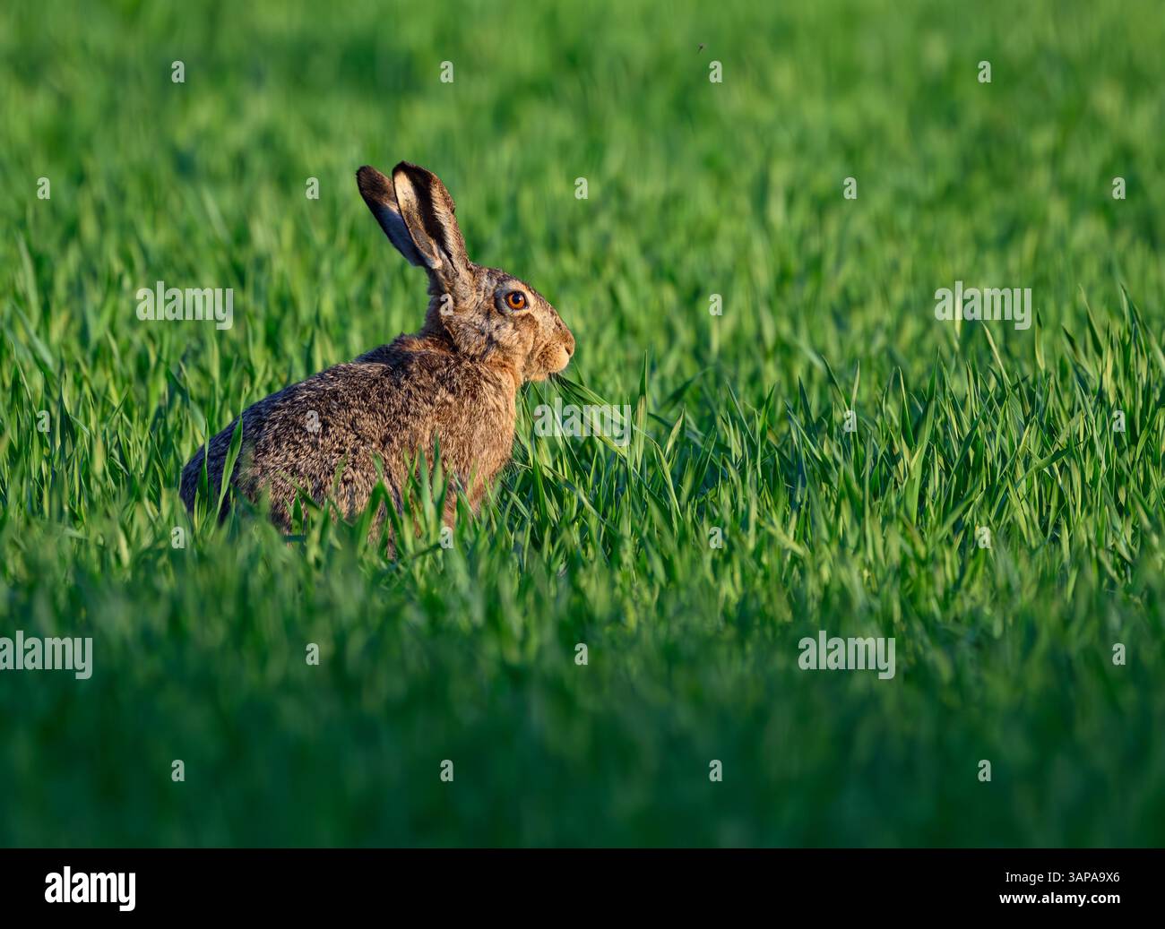 15 April 2025, Brandenburg, Reitwein: A brown hare (Lepus europaeus ...
