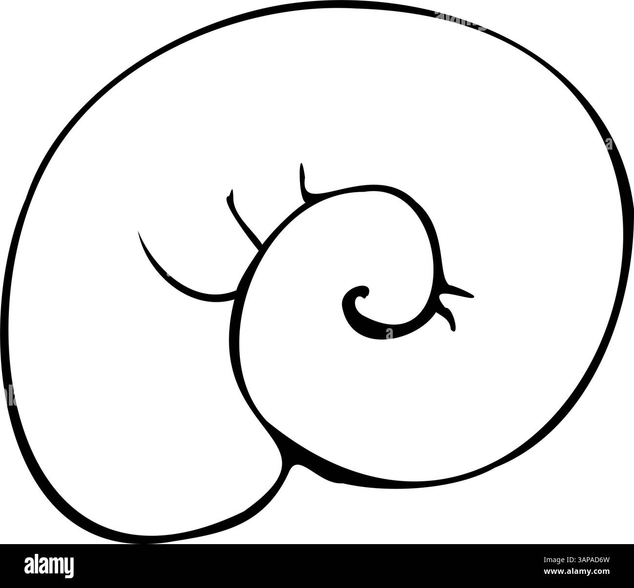 Simple spiral seashells in a simple style. Graphic line art hand drawn ...