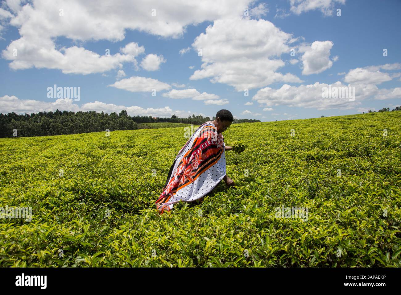 Tea production in africa hi-res stock photography and images - Alamy